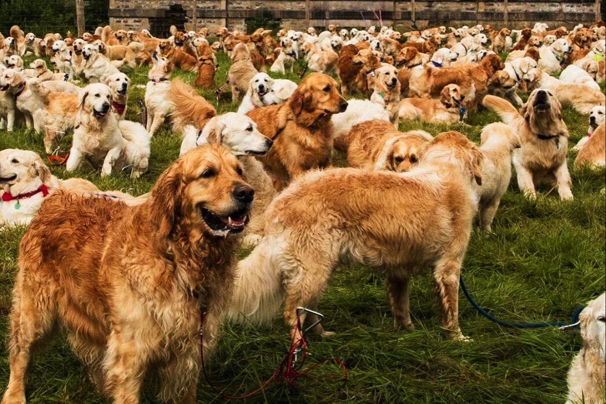 Buenos Aires wants to break the world record with the world's largest ...