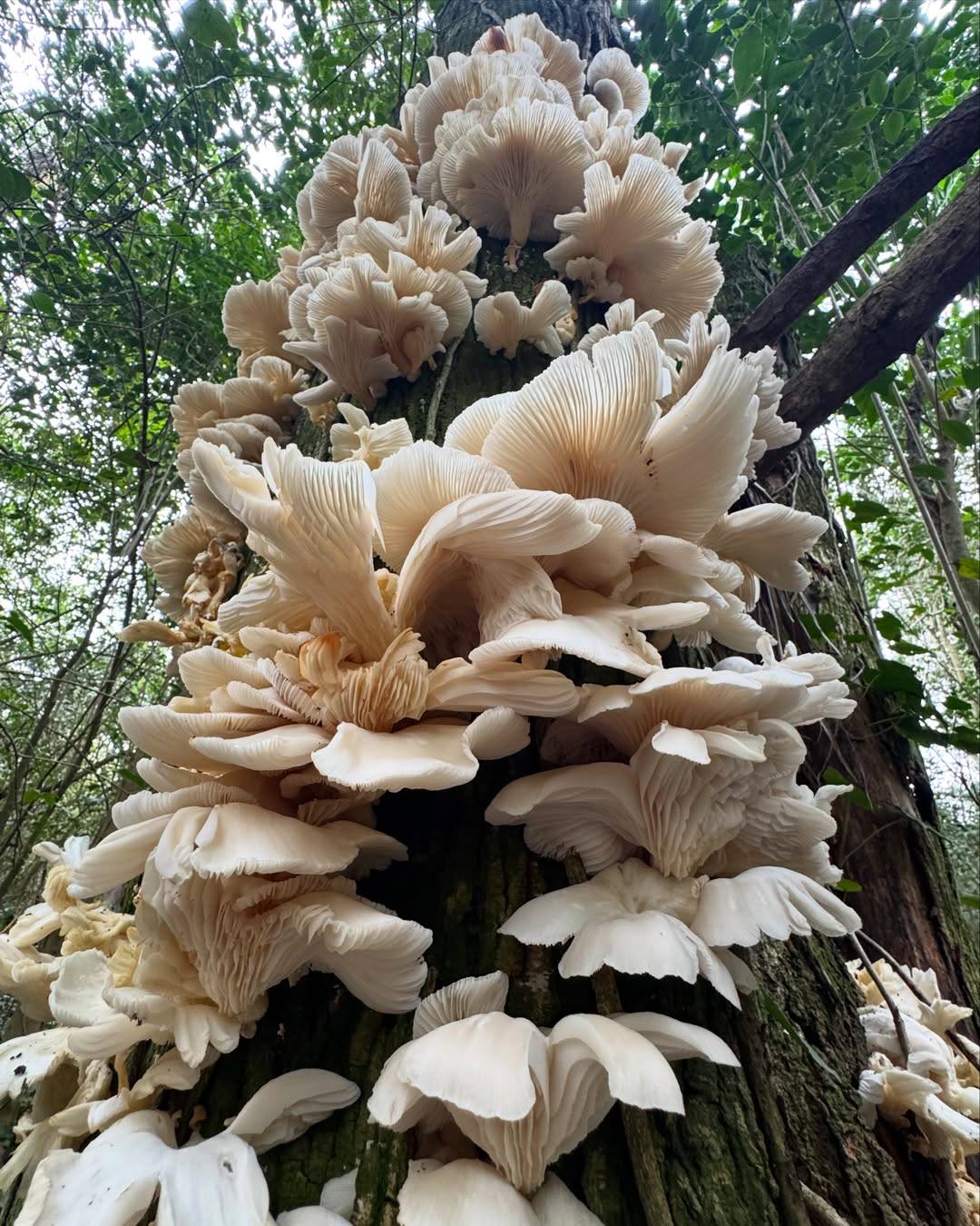 El Bosque Gigante a 30 minutos de Buenos Aires para descubrir hongos ...