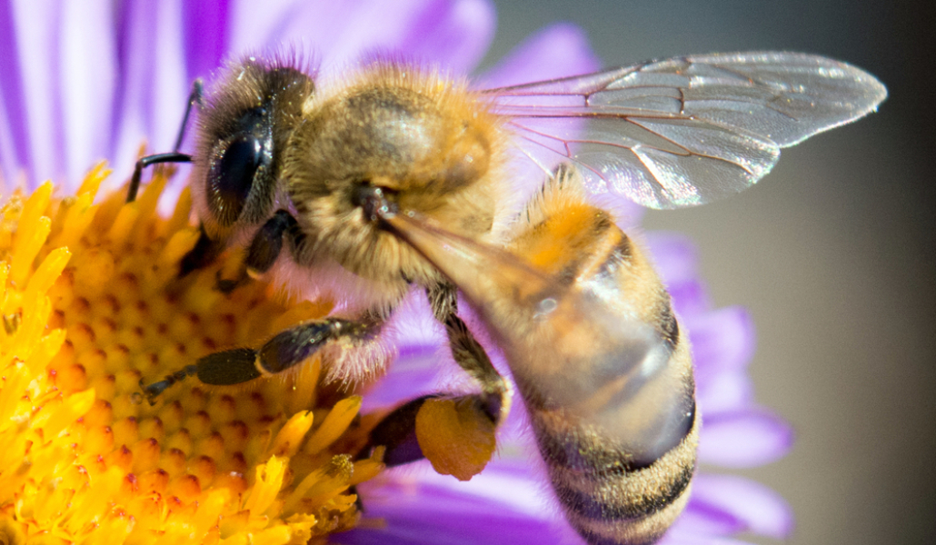 Día Mundial de la Abeja, un insecto esencial para la vida