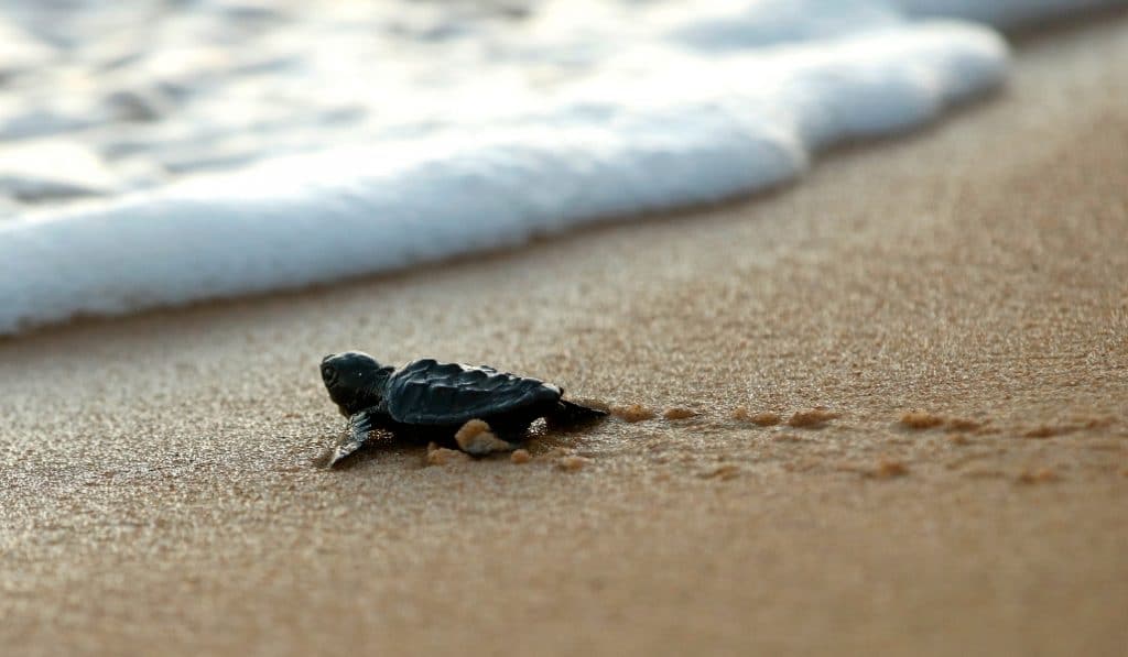 Localizado un nido de tortuga en la playa de la Mar Bella - Barcelona ...