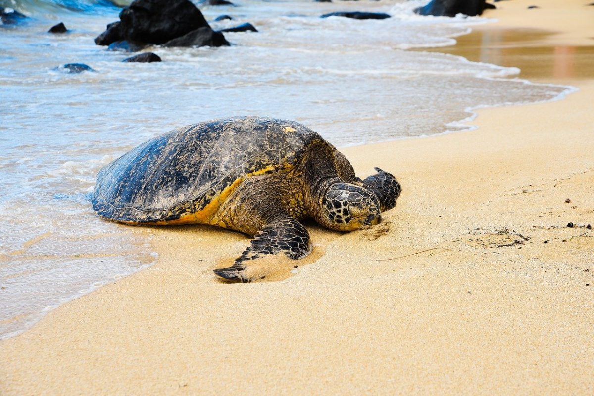 Se han liberado 24 tortugas marinas que nacieron en la playa de la Mar ...