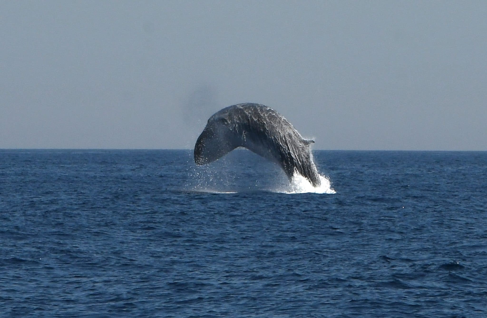 La segunda ballena más grande del Mediterráneo llega a saltar a BCN