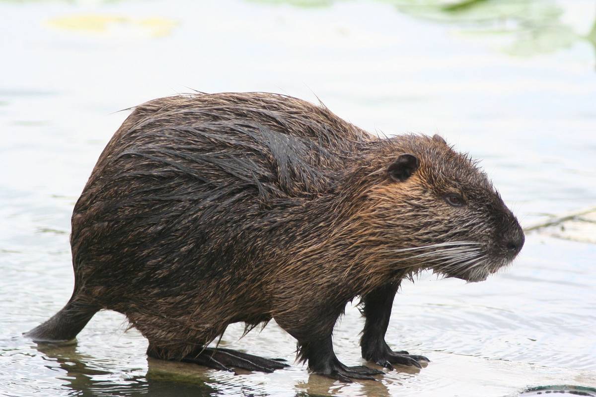 The coypu, one of the most invasive rodents in the world, close to ...