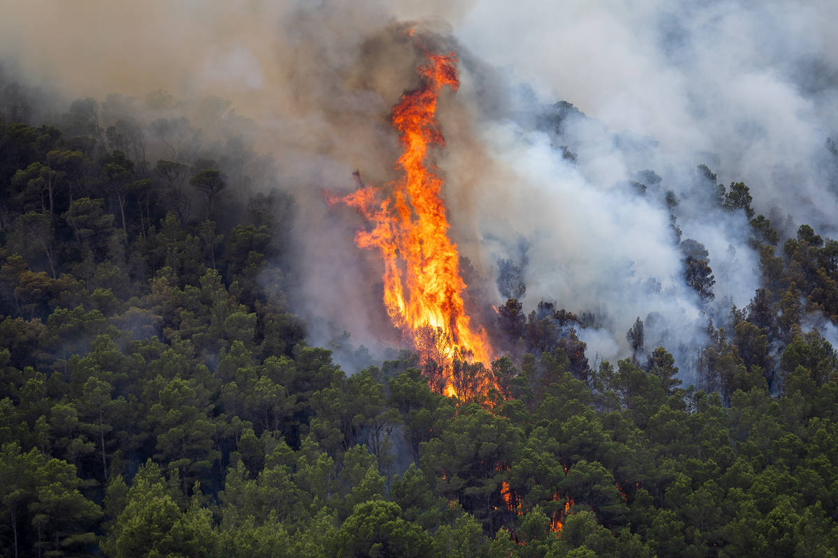 Forest fire in Paüls and south of Tarragona: how to help, where to get ...