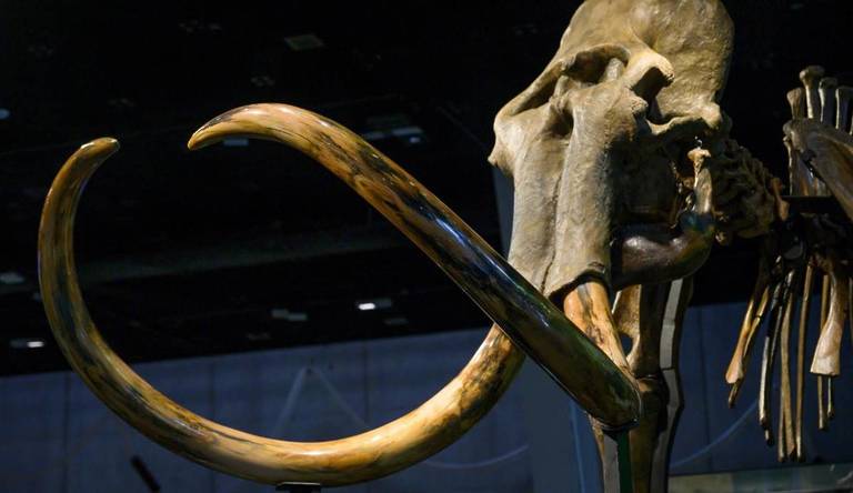 Barcelona acoge un nuevo mamut siberiano real de 6 metros de largo ...