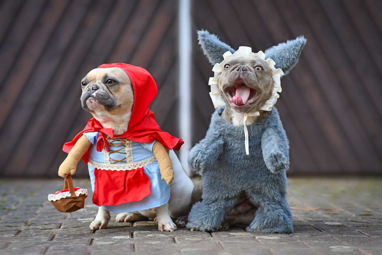 Blocos de Carnaval pet friendly para celebrar com o seu bichinho