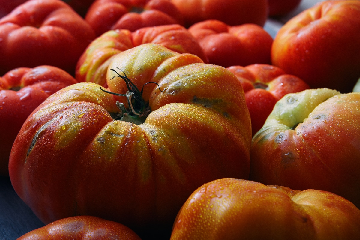 El mejor tomate de España se cultiva en Euskadi