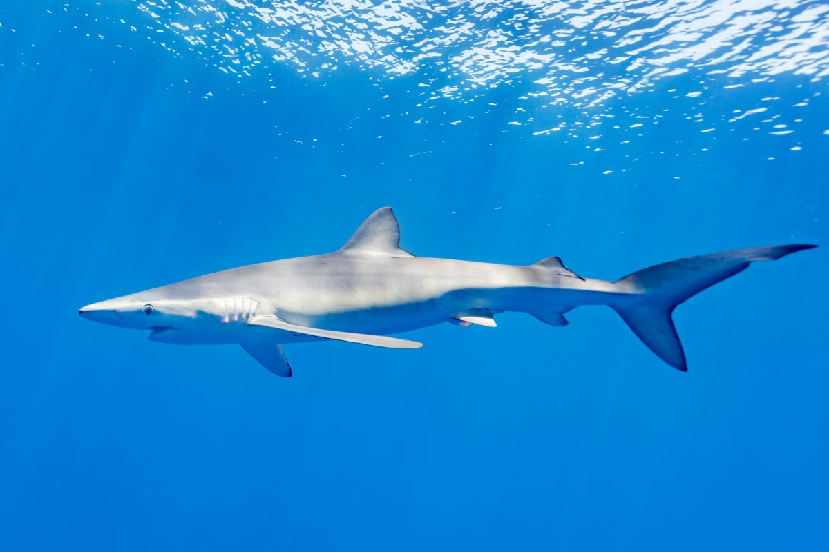 Aparecen tiburones azules en la playa de La Salvaje