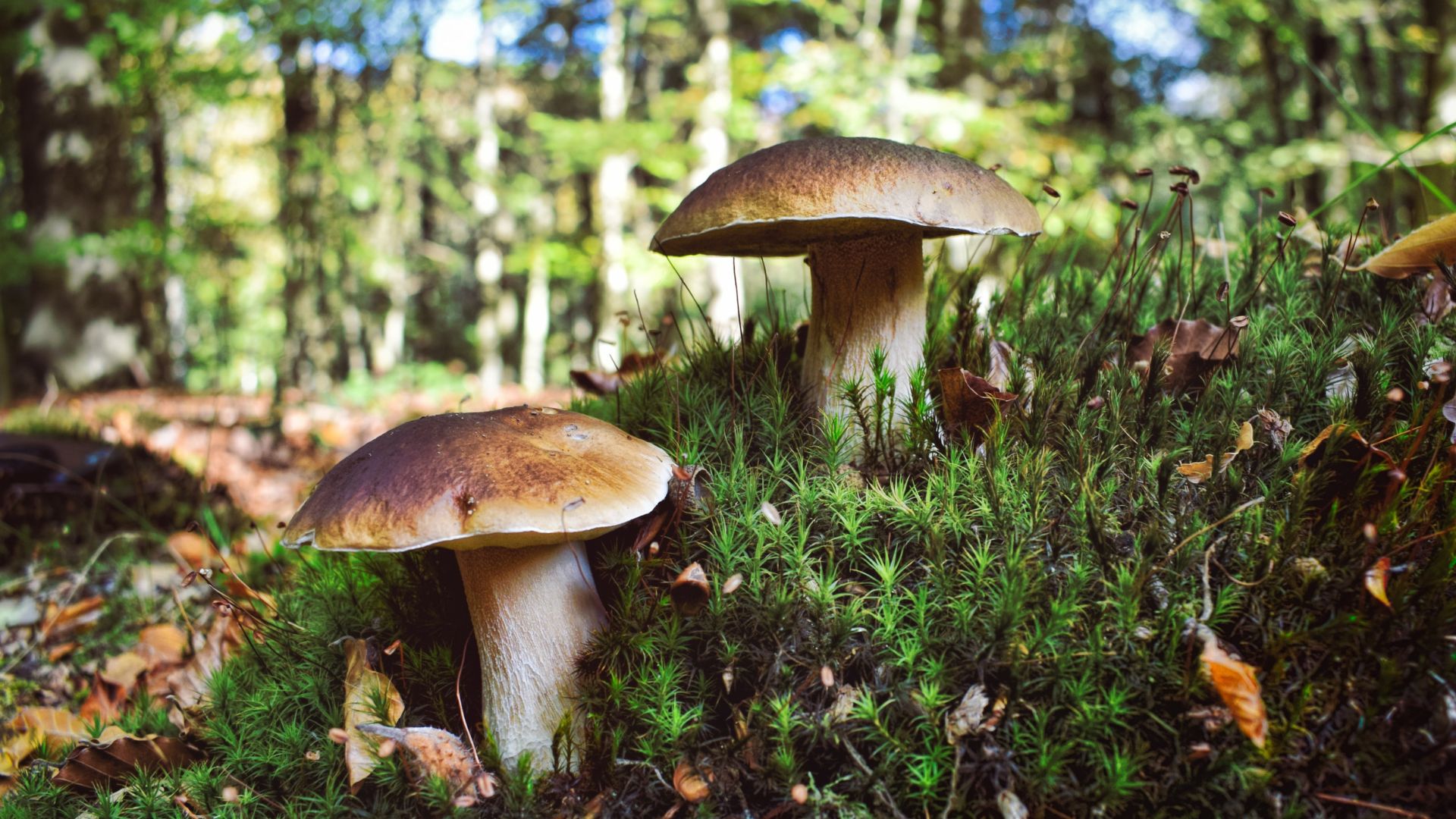 Un cueilleur trouve un cèpe de 5kg en Gironde - Bordeaux Secret