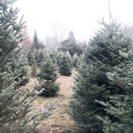10 Christmas Tree Farms Near Boston To Cut Or Buy Your Tree