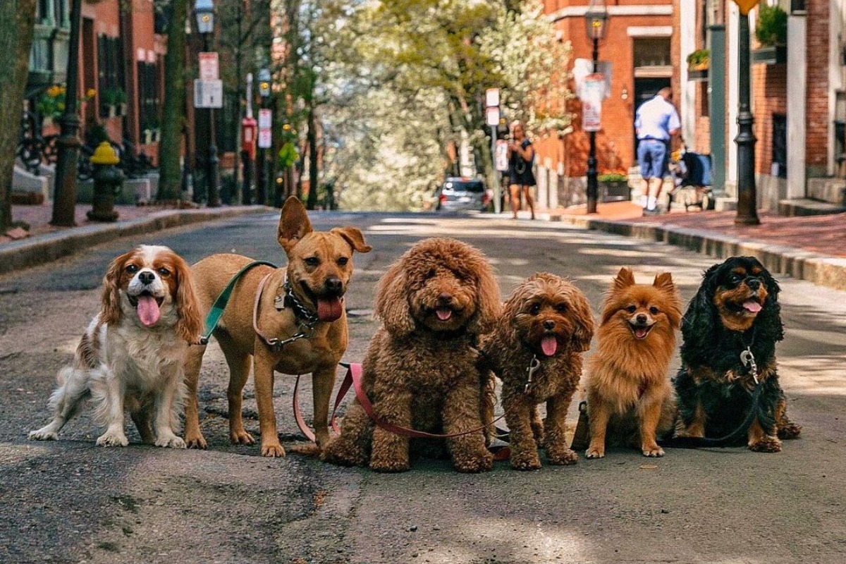15 Lovely Dogs Enjoying Life In Boston That Will Brighten Up Your Day