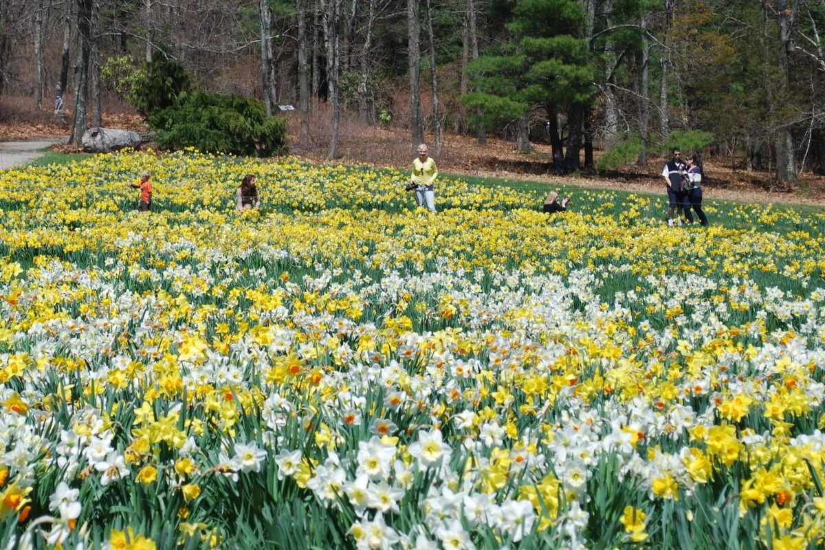 When (And Where) To See Boston Spring Blooms This Year