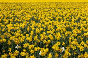 21 Fantastic Things To Do In Boston In April - Boston Uncovered