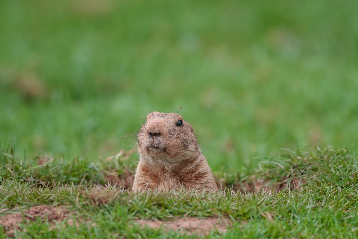 Ms. G Predicts A Short Winter For Boston On Groundhog Day