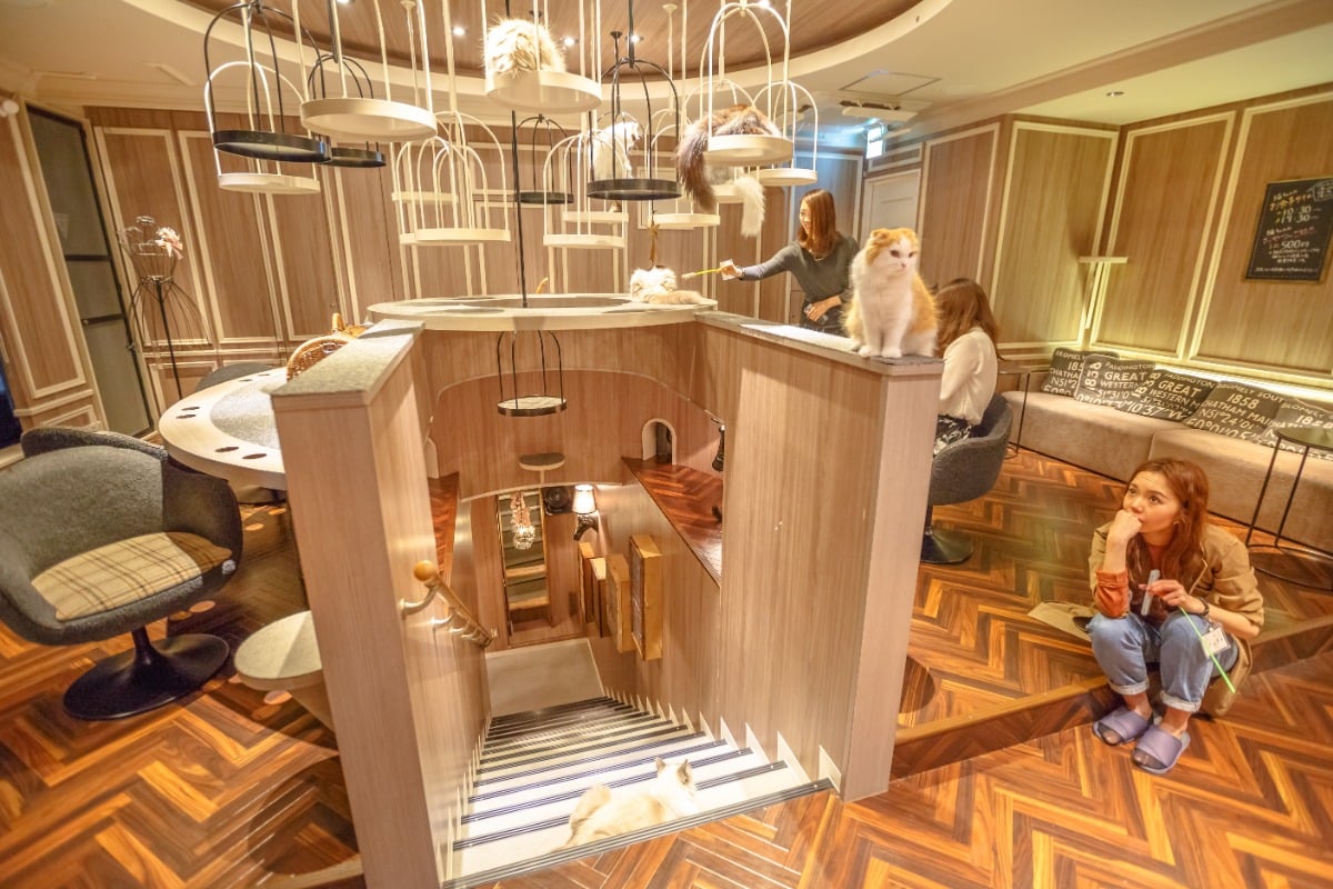 A Purrfect Cat Cafe Opens In Boston Today, July 17