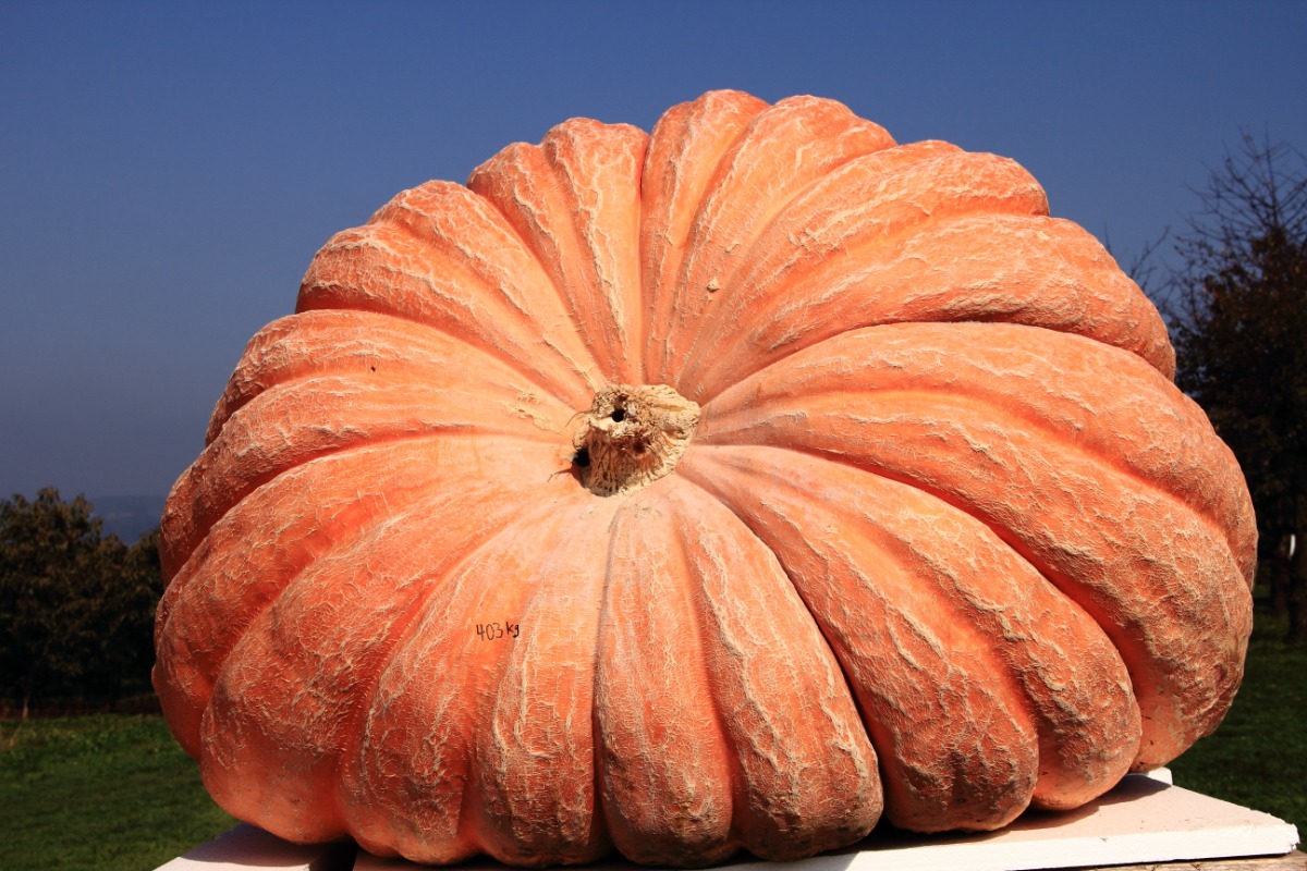 367-Pound Pumpkin Grown In Boston Garden Goes Viral