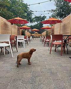 Gufo Cambridge Offers Innovative All-Day Italian Dining