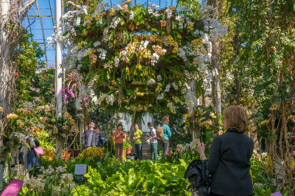 This Flower Show In Boston Has 100+ Orchid Species To Explore