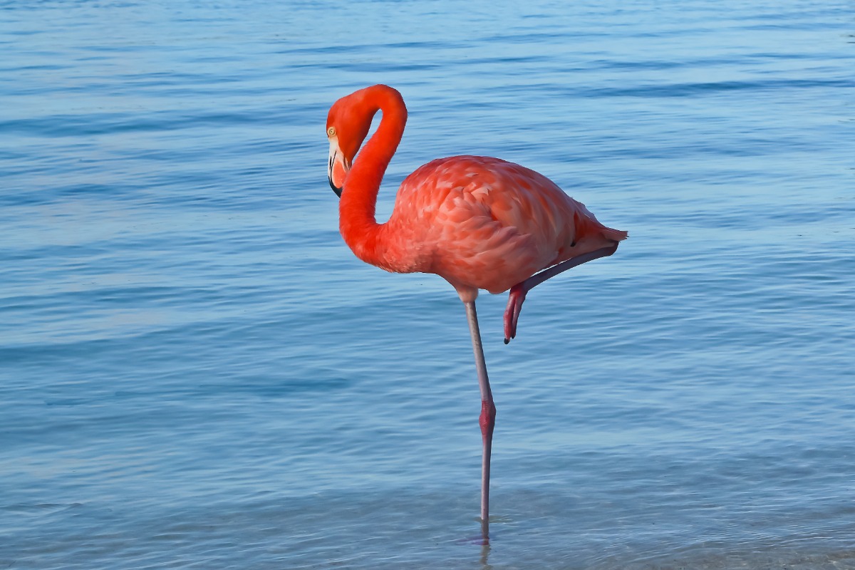 1st Flamingo Sighting On Cape Cod Marks Massachusetts History
