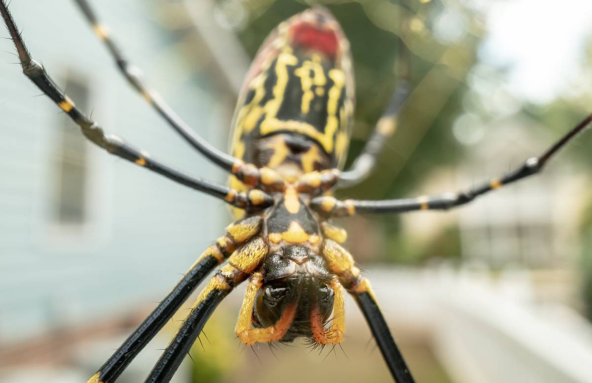8-Inch Joro Spider Spotted in Boston For The First Time