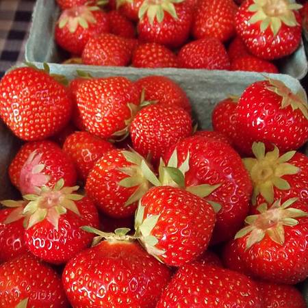 This 300-Year-Old Farm Has U-Pick Berries 1 Hour From Boston
