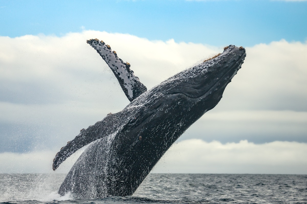 Whale Watching Boston: 5 Spots To Catch The Glorious Creatures