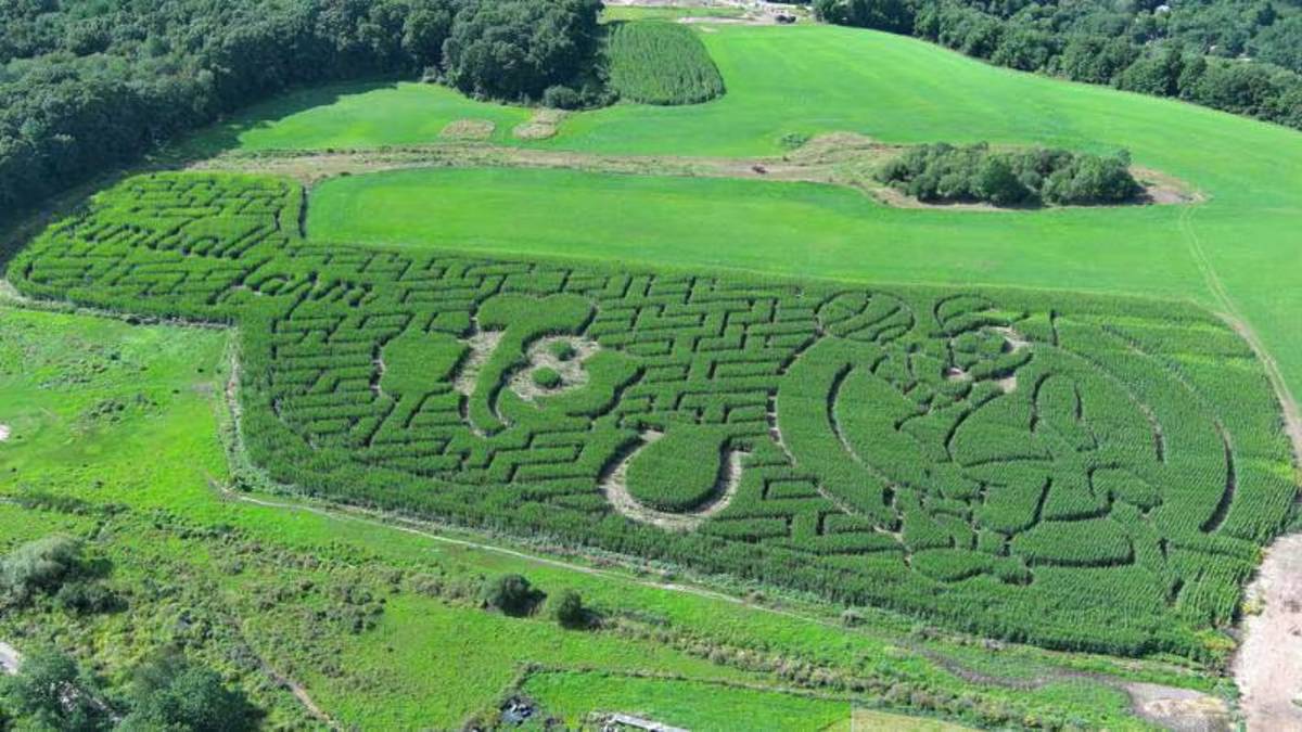 Kimball Farm Haverhill Debuts 10-Acre Boston Celtics Corn Maze
