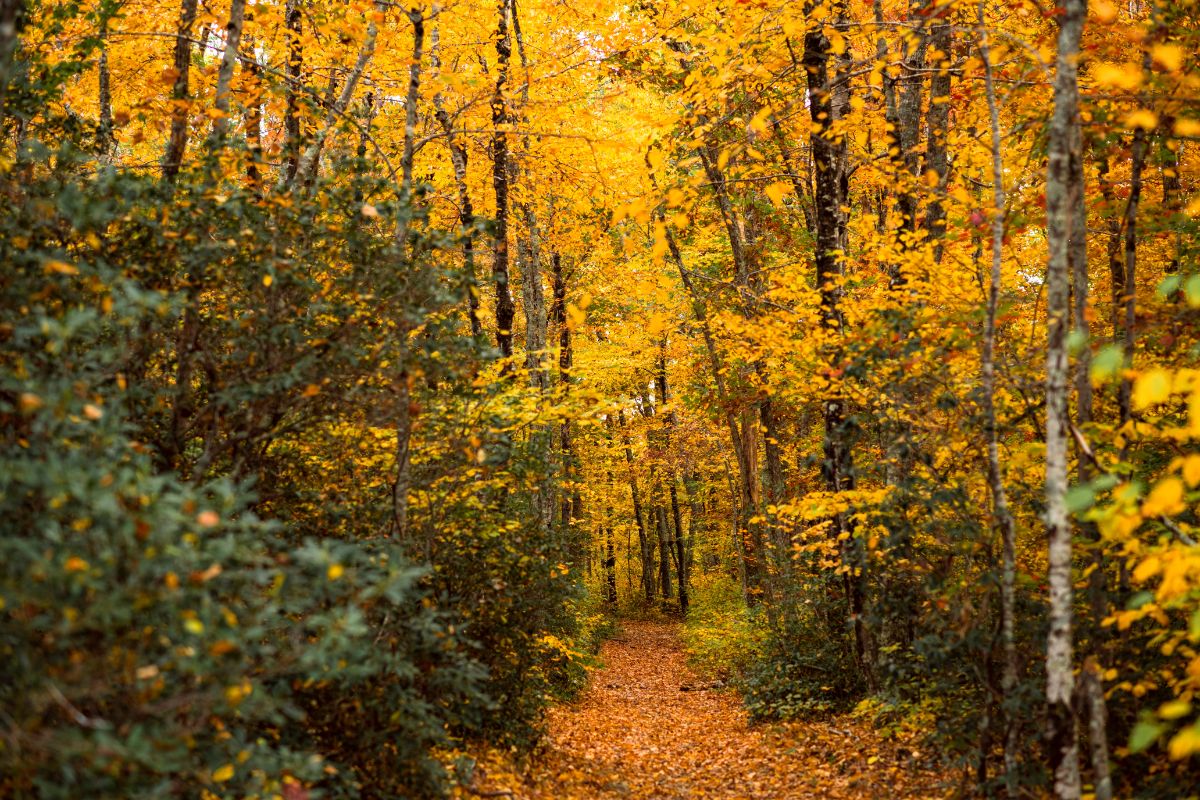 Rhode Island Fall Foliage: Peak Times And Must-See Spots