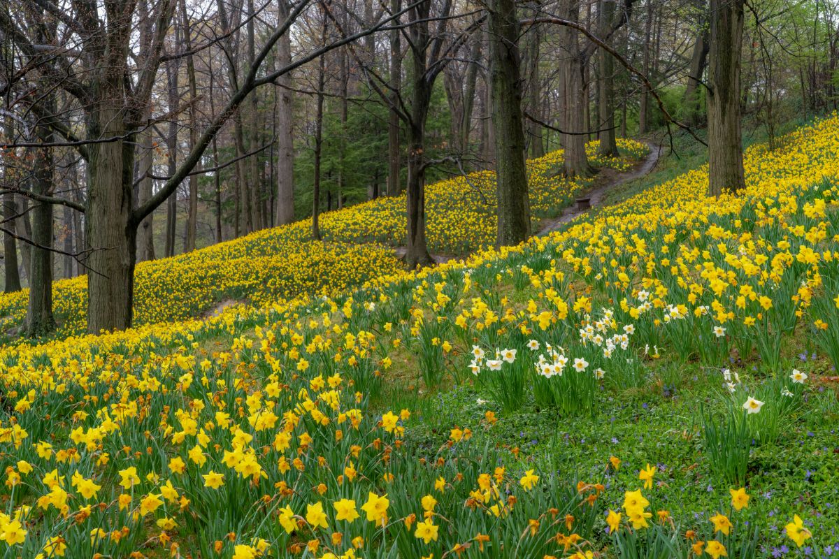 32-Acre Forest With Hidden Daffodil Field 1 Hour From Boston