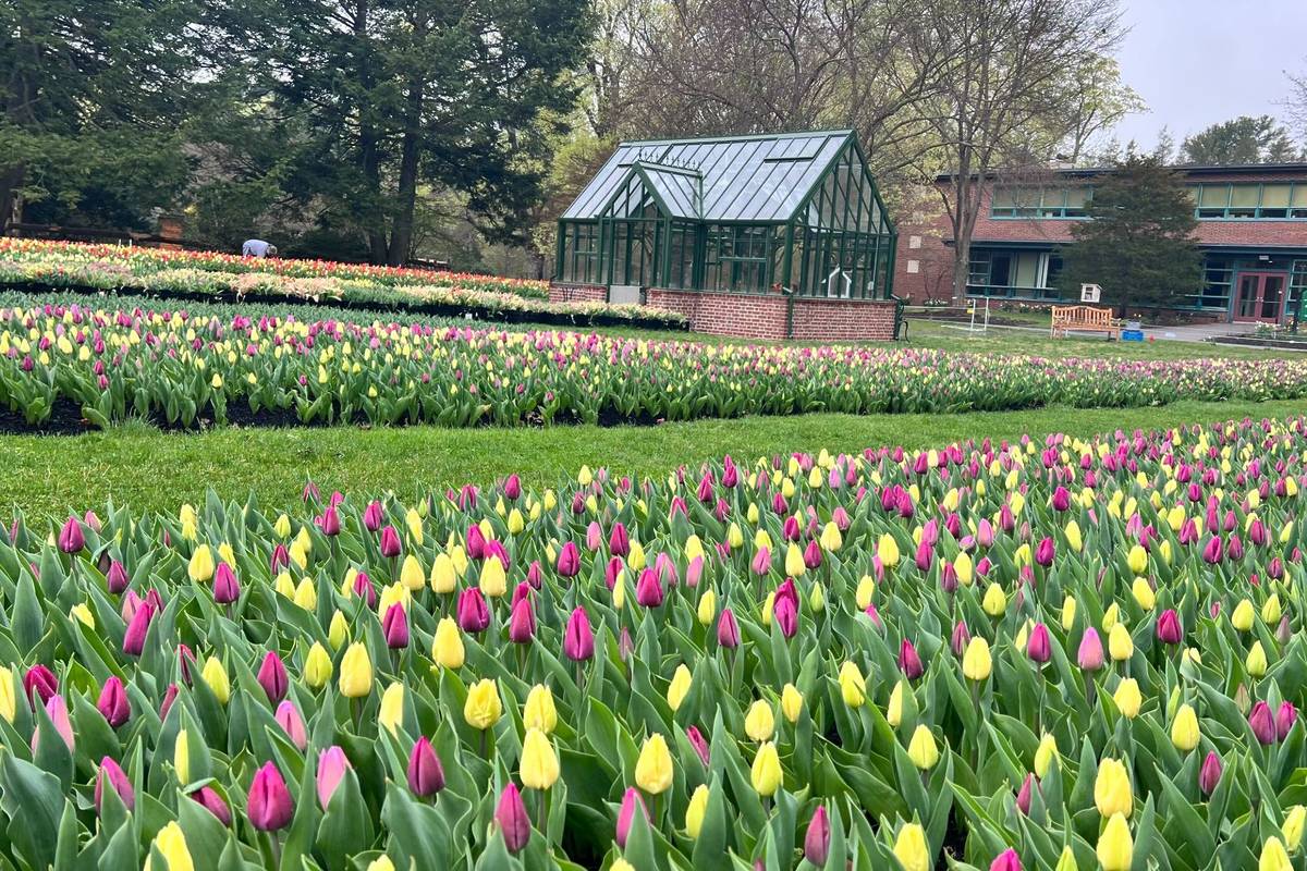 Tulip Mania Boasts Field Of 75K Blooms Just 30mins From Boston