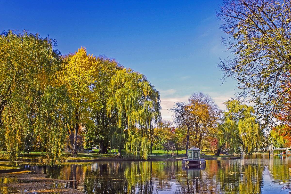 Century-Old Weeping Willow Tree To Be Removed From Boston Public Garden ...