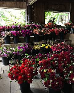 This Award-Winning 38-Acre Flower Farm 40 Minutes From Boston Features ...
