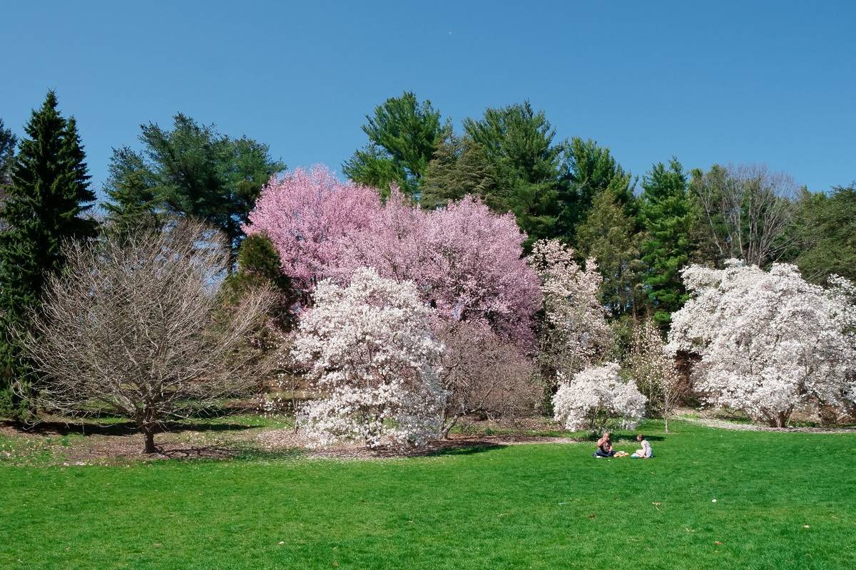 This 281-Acre 'Museum of Trees' Just 30 Minutes From Downtown Boston Is ...