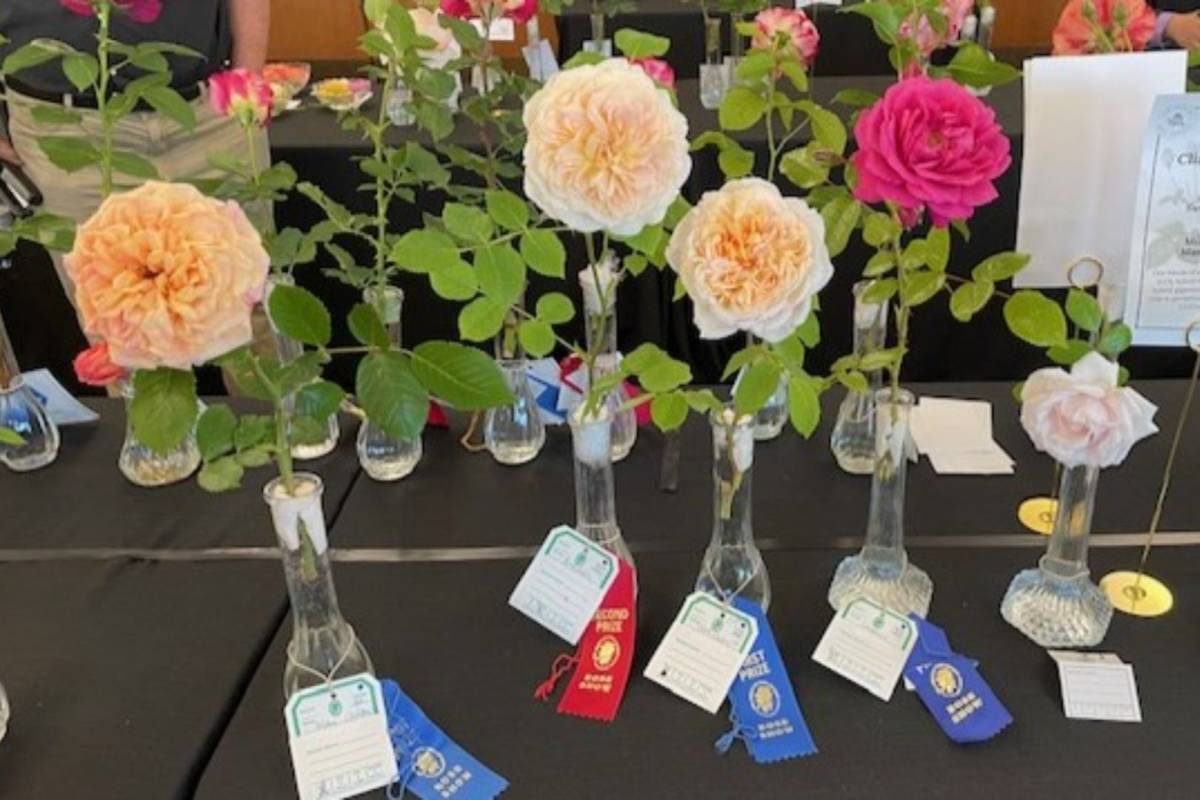 New England's award-winning rose show arrives this weekend at this 36 ...