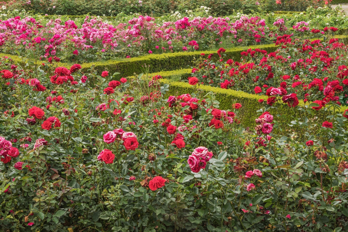 L'une des plus belles roseraies d'Europe est à côté de Bruxelles