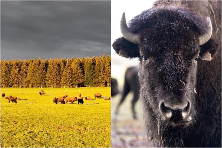 Un incroyable ranch à l'américaine peuplé de bisons en Belgique