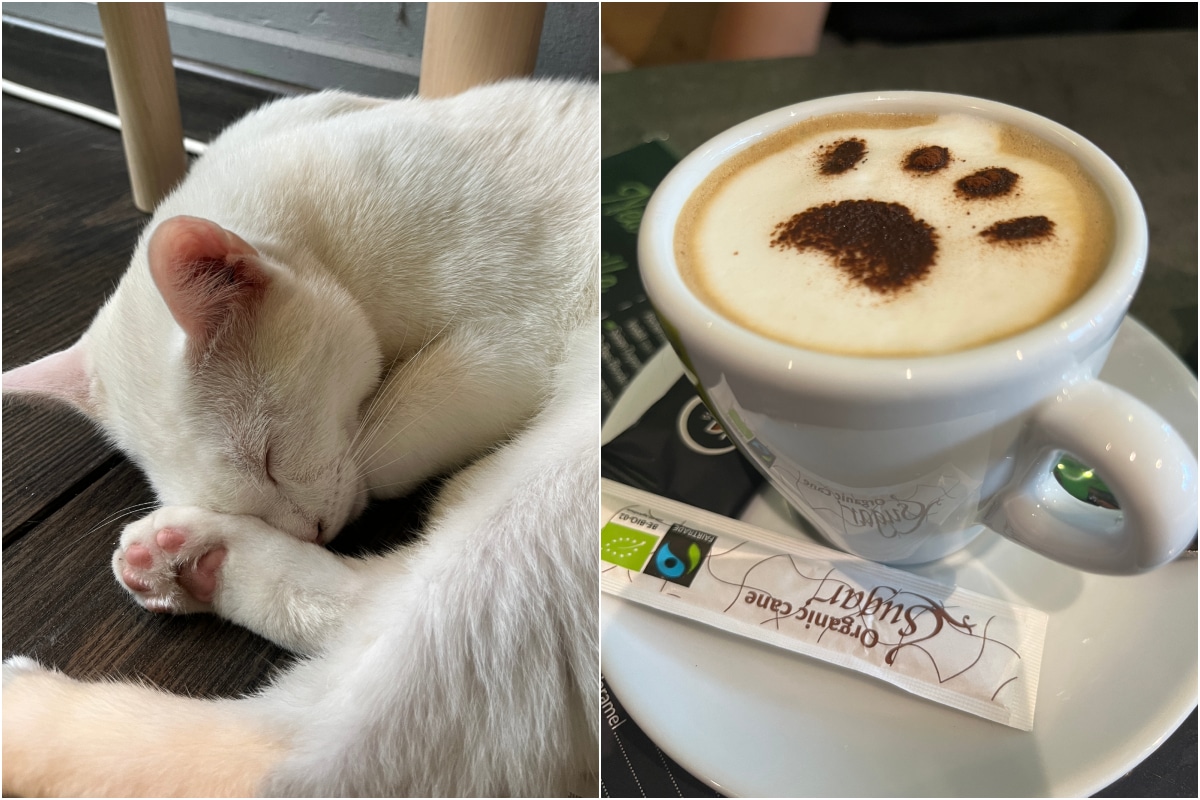 On a testé le seul bar à chats de tout Bruxelles