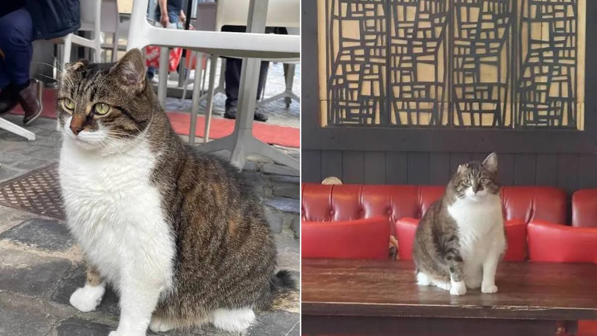 The Brussels Cat: the new star to replace Manneken Pis