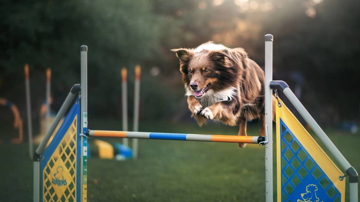 Dogolympics: the first Olympic Games for dogs come to Brussels