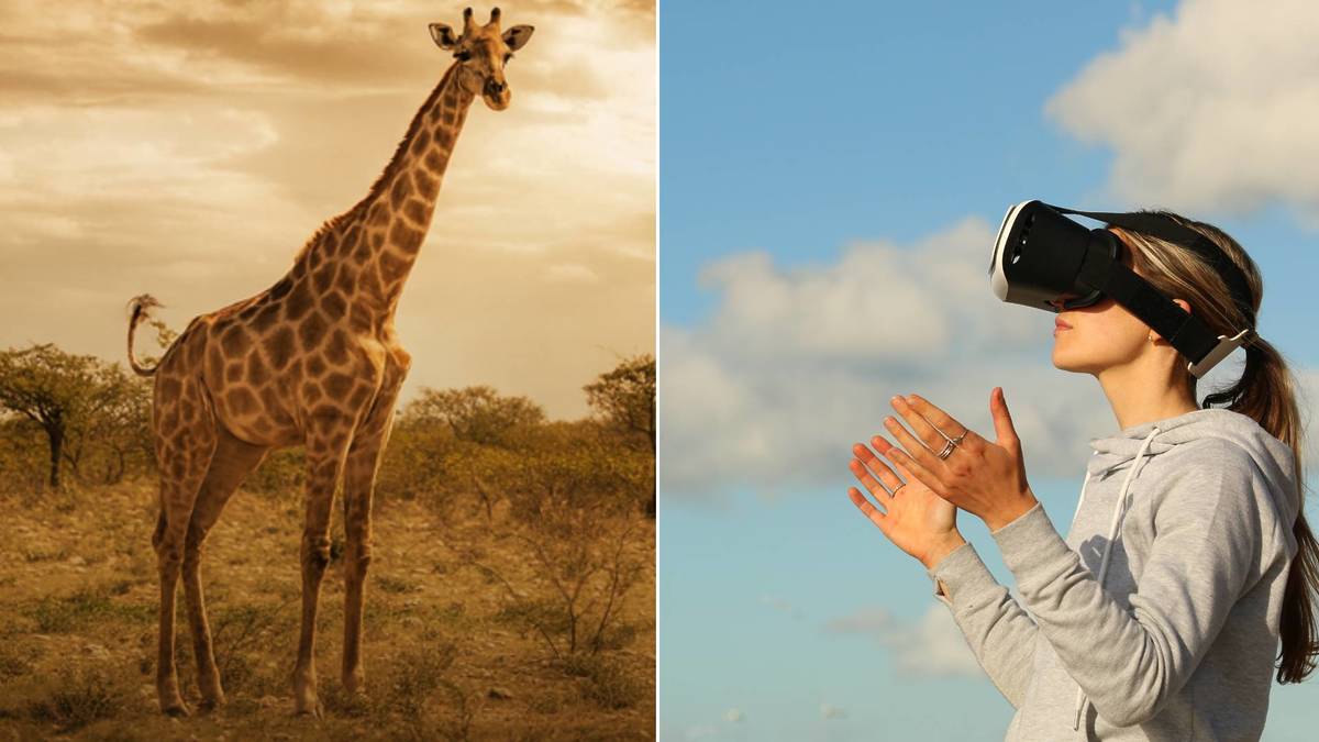 In Brussels, this unusual zoo without animals will soon open its doors ...