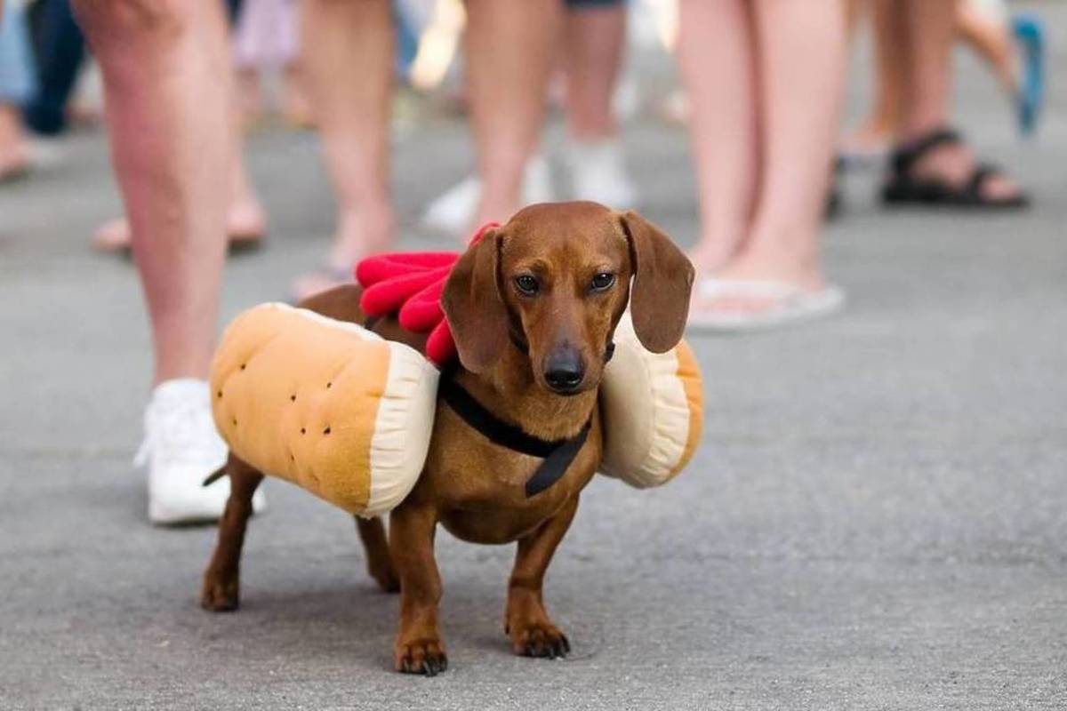 Un adorable festival du teckel débarque à 1h20 de Bruxelles en octobre ...