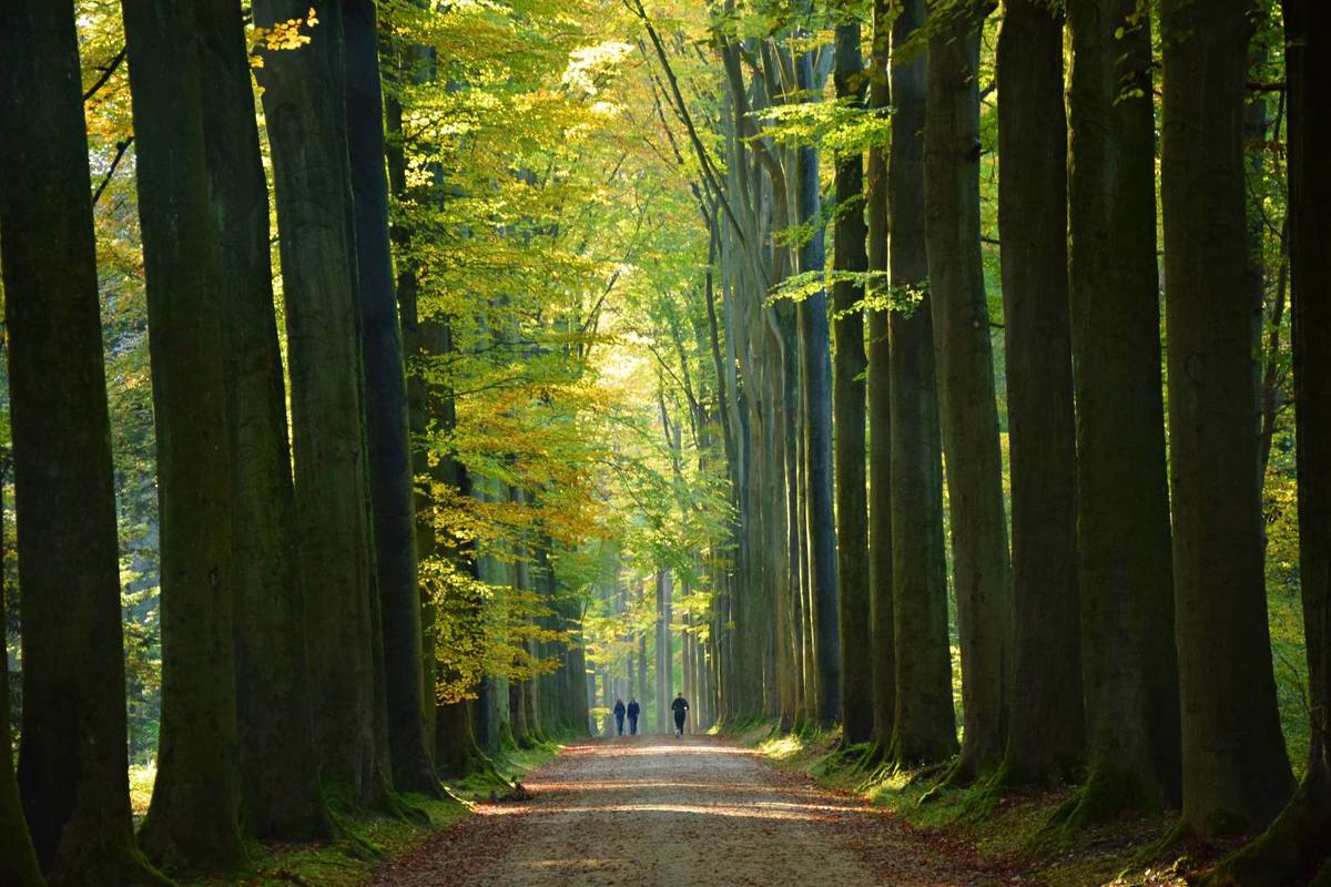 Vous connaissez la forêt de Soignes, mais avez-vous déjà entendu parler ...