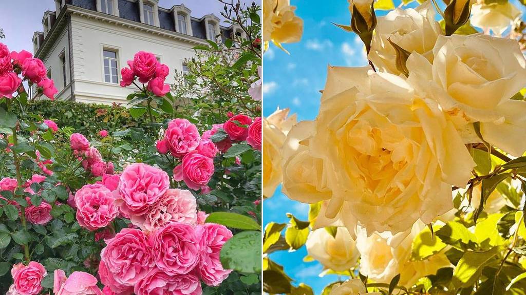 A castle, thousands of roses, and free admission: the perfect romantic ...