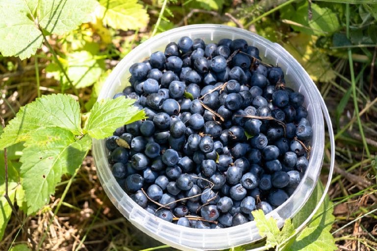 ¡Vamos a recolectar berries! Conoce una finca donde puedes hacerlo
