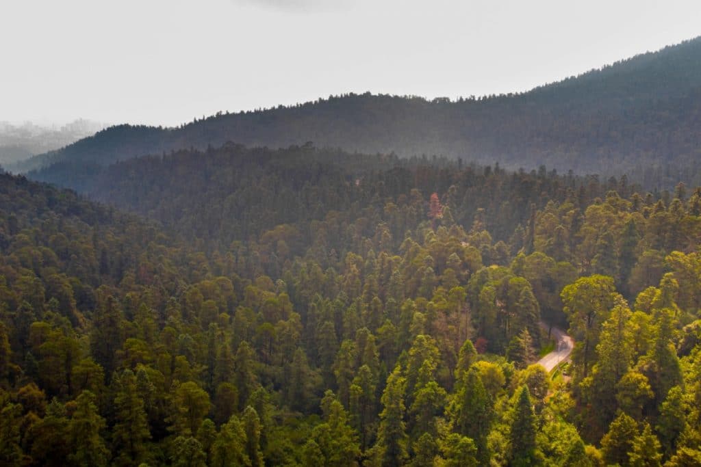 Guía definitiva de los bosques de la Ciudad de México - Ciudad de ...