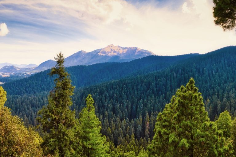 ¿Cuántos conoces? Guía de los bosques de la Ciudad de México