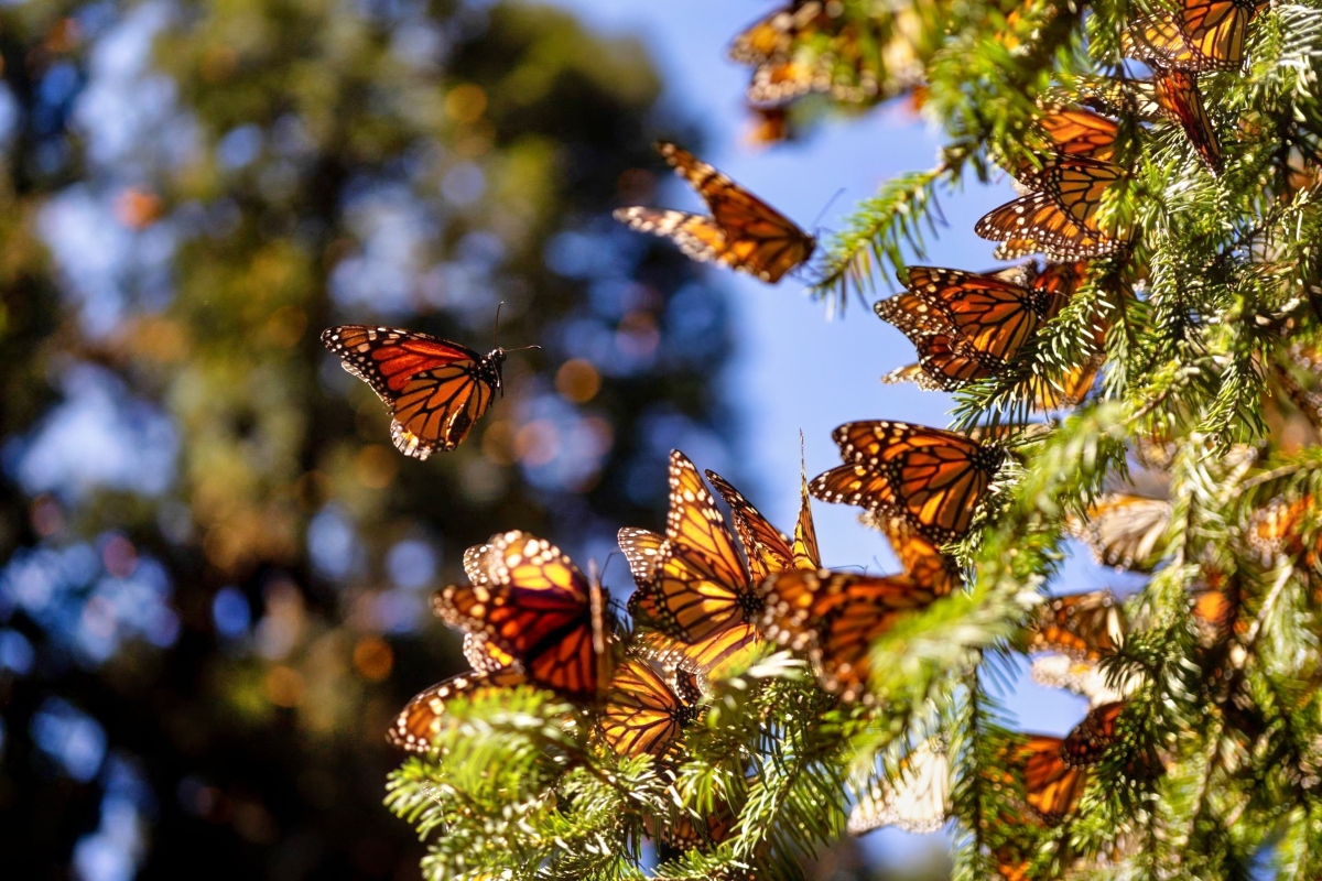 La mariposa monarca se recupera: crece 64% su presencia en bosques ...