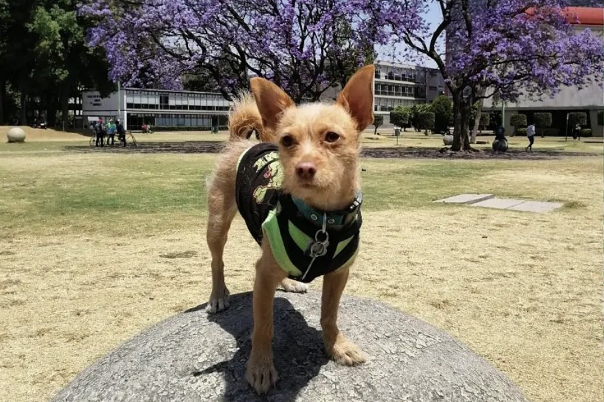 10 lugares pet friendly donde Milaneso será el más feliz