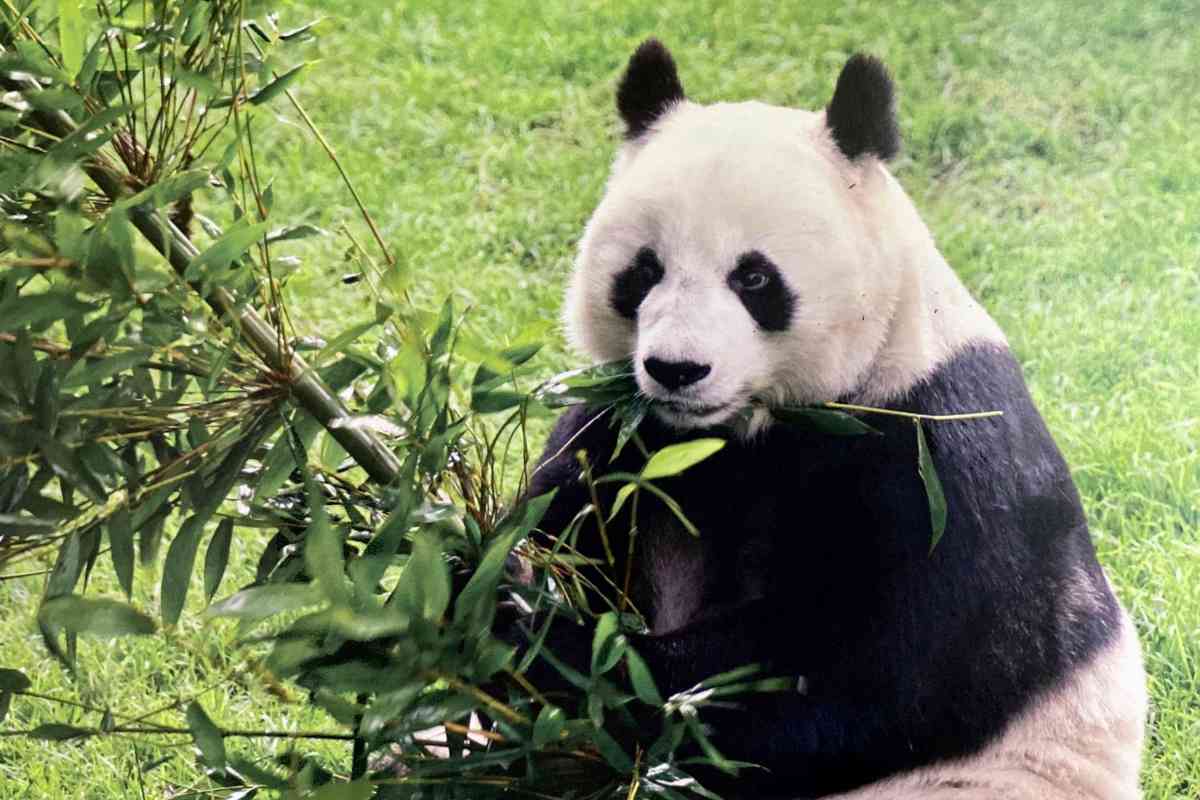 Murió Shuan Shuan: la panda más longeva de México