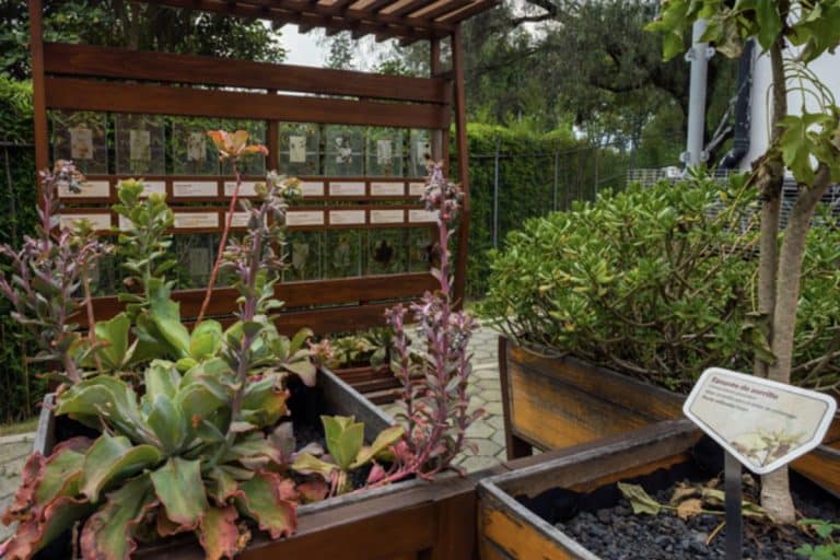 En estos sitios de CDMX te enseñan a hacer un huerto urbano